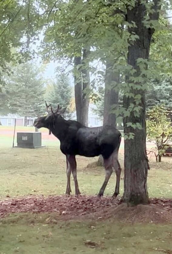 Moose visits Florence home | News, Sports, Jobs - The Daily News